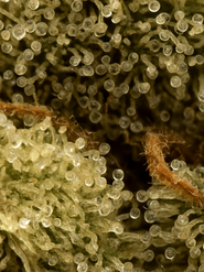 Alien ET - Exotic Smalls Indoor | August Cannabis Club – AUGUST CLUB